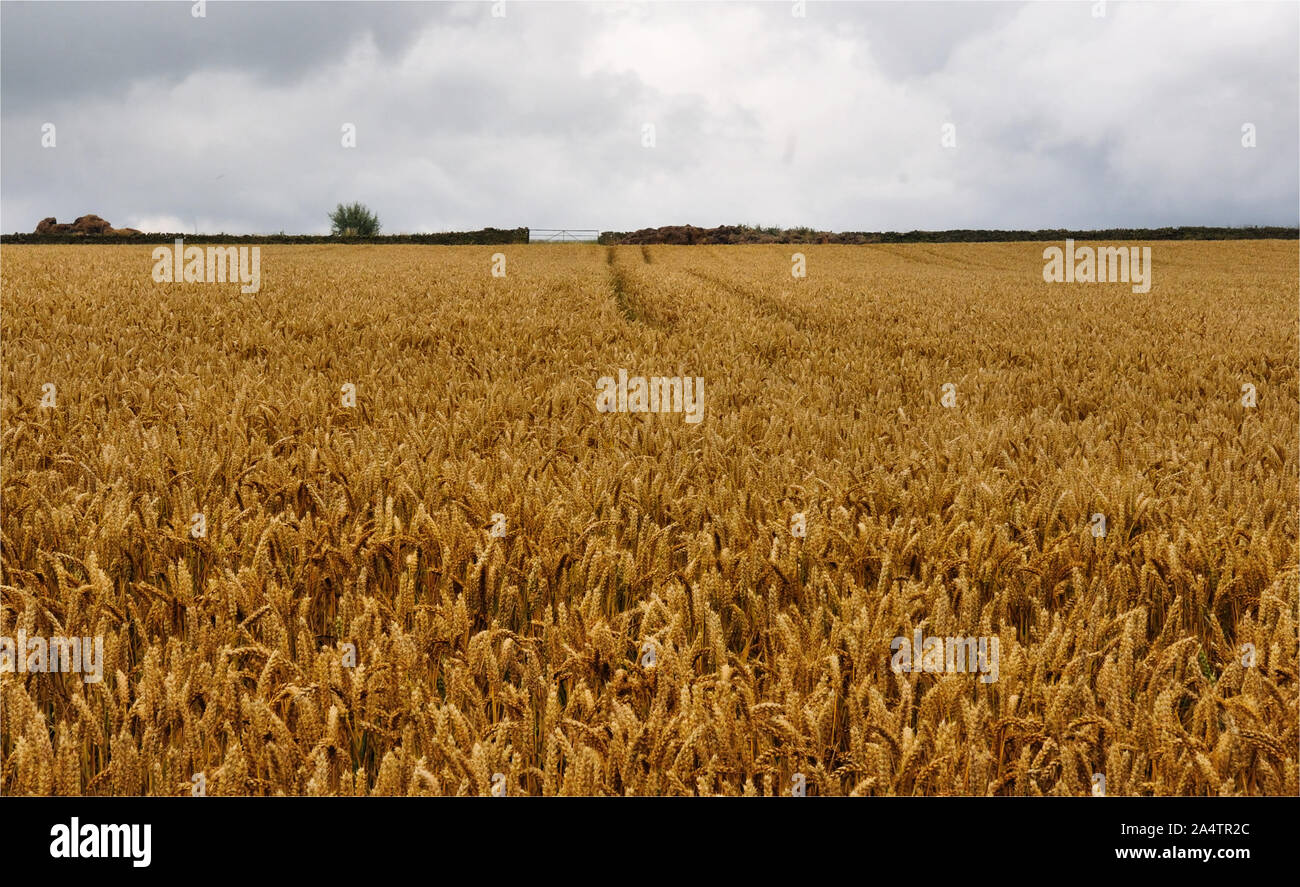 A Wheat Field with a Gate at Scout Dyke near Penistone in Yorkshire ...