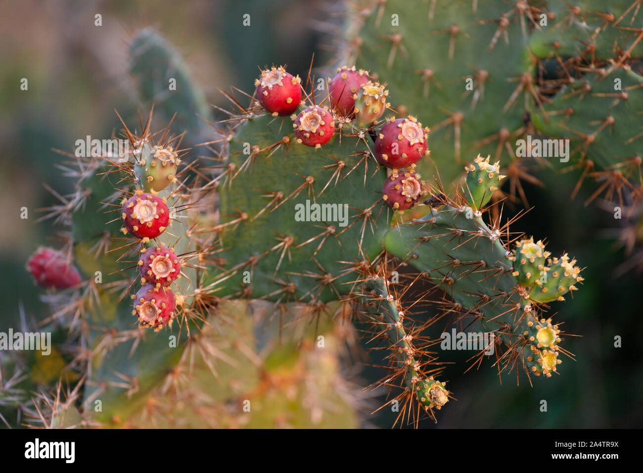 Wild Ficus Indica plant with ripe fruits Stock Photo - Alamy