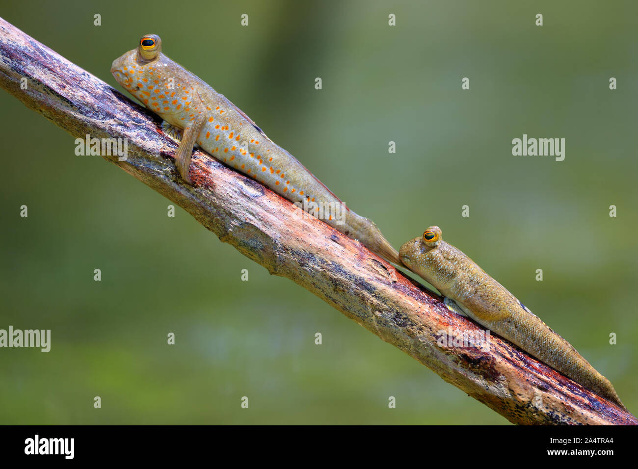 Couple of giant mudskipper, Periophthalmodon schlosseri, standing on a ...