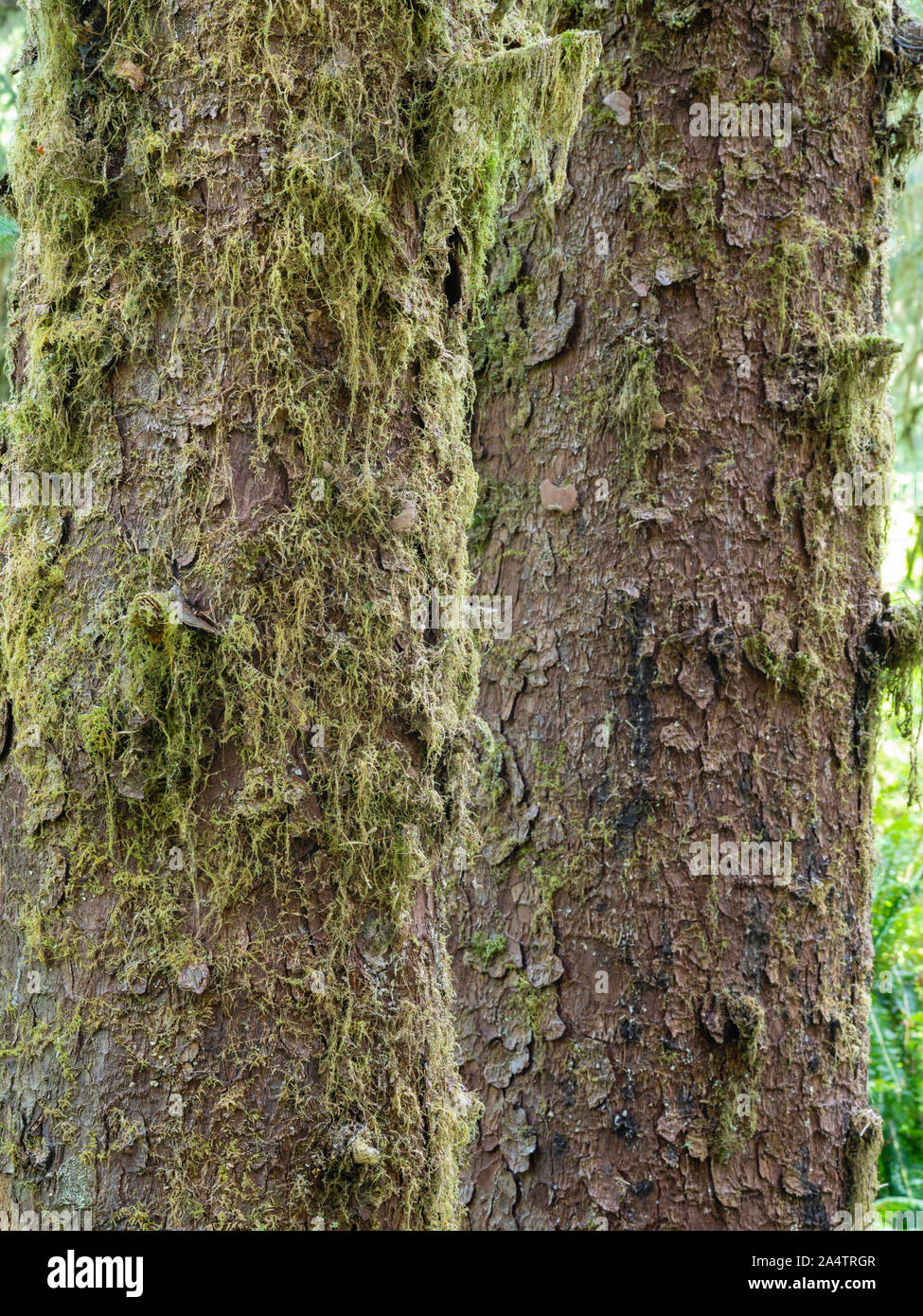Trees and moss, Ho Rainforest, Olympic National Park, Washington, USA ...