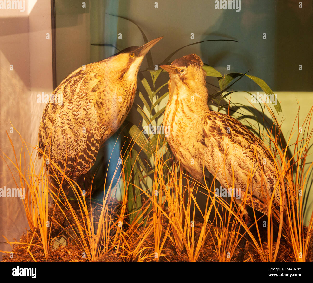 Birds taxidermy museum hi-res stock photography and images - Alamy