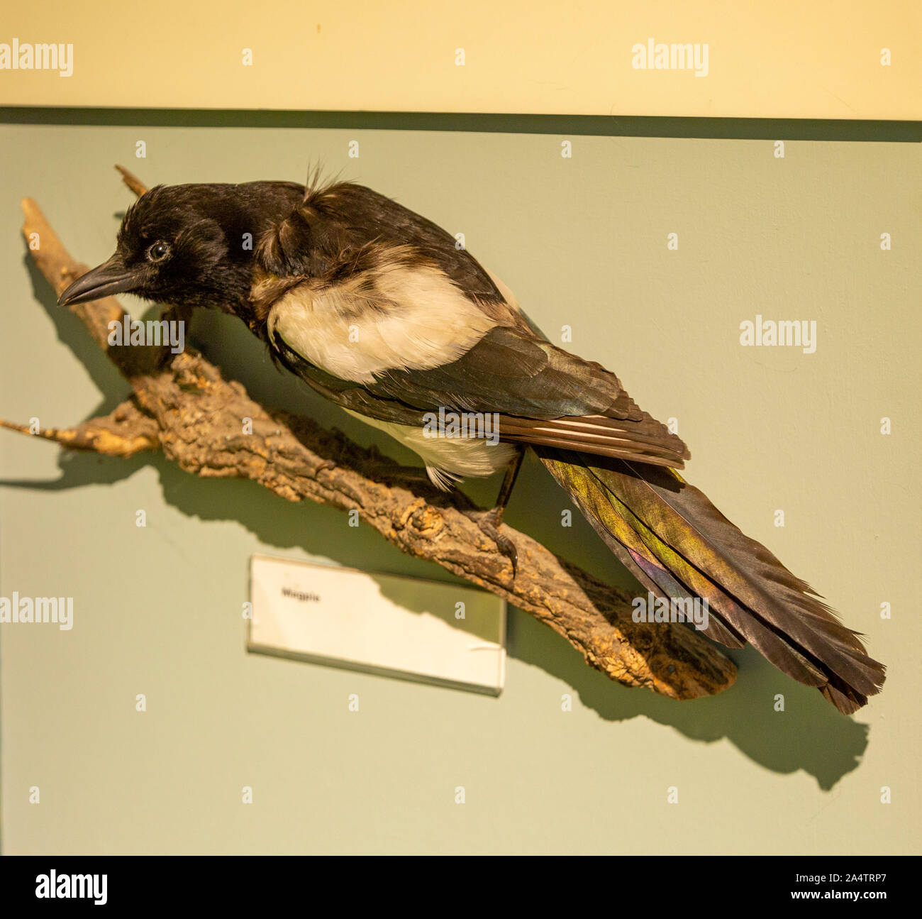 Magpie or common magpie bird, Pica Pica, on display Dunwich museum ...