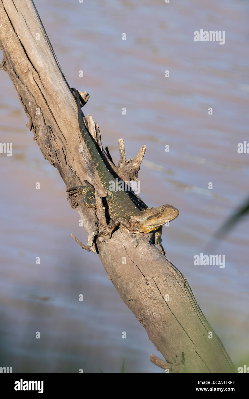 Australian eastern water dragon lizard hi-res stock photography and ...