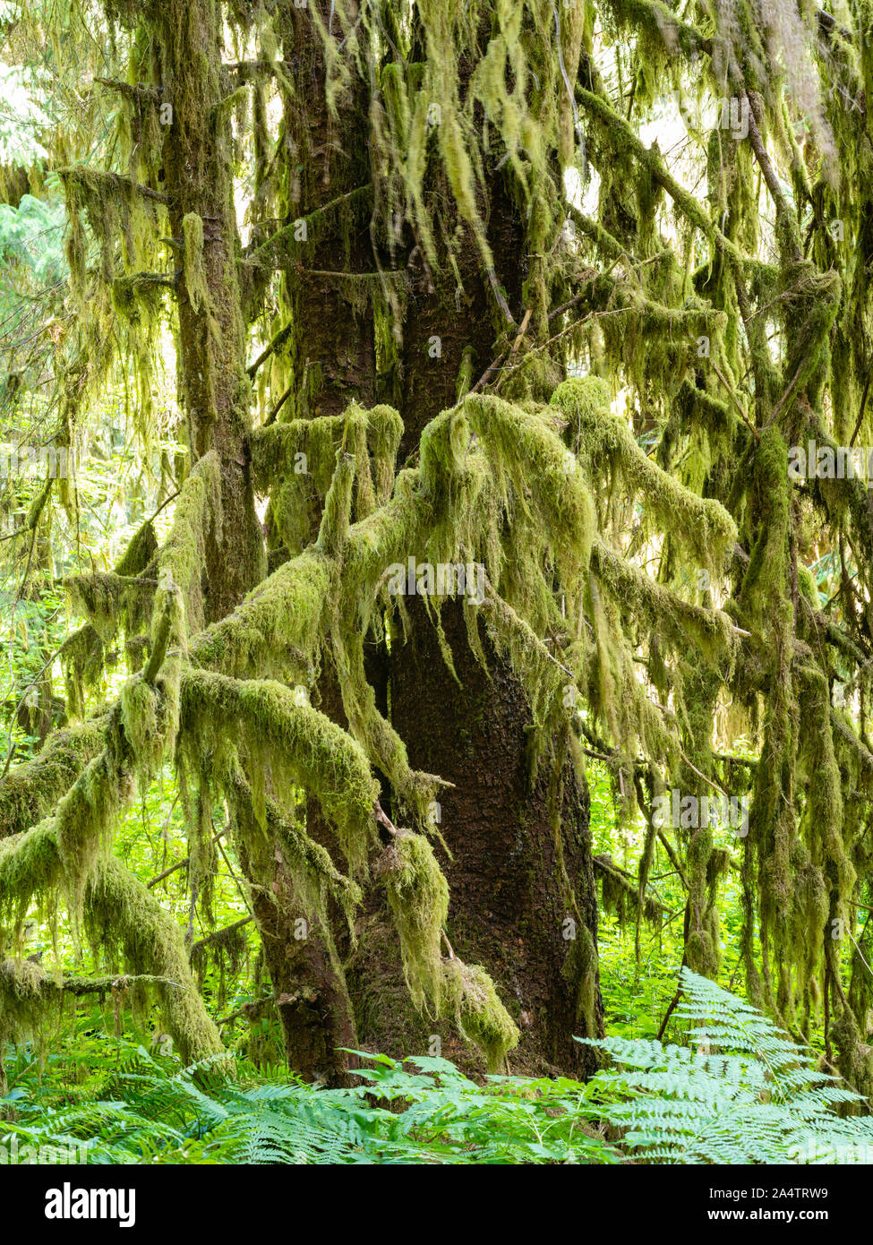 Trees and moss, Ho Rainforest, Olympic National Park, Washington, USA ...