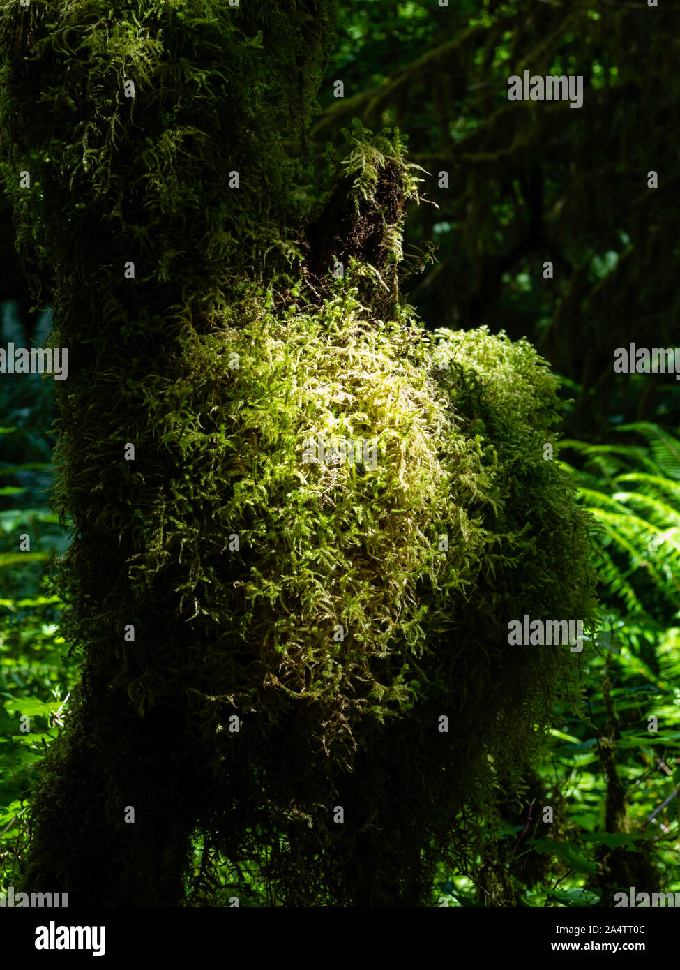 Trees and moss, Ho Rainforest, Olympic National Park, Washington, USA ...