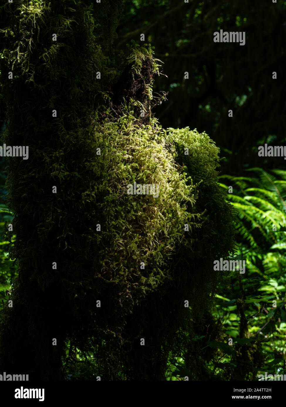 Trees and moss, Ho Rainforest, Olympic National Park, Washington, USA ...