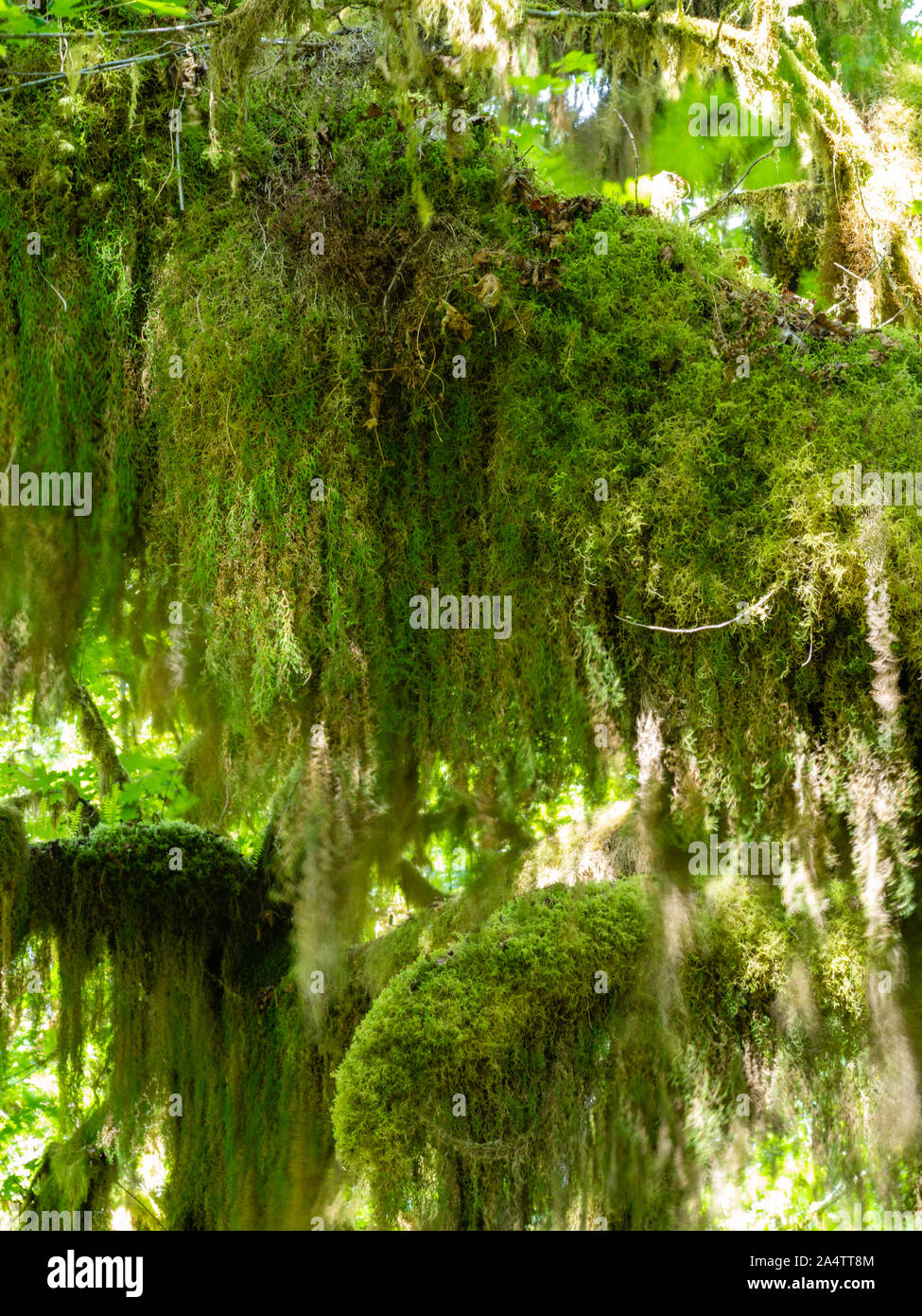 Trees and moss, Ho Rainforest, Olympic National Park, Washington, USA ...