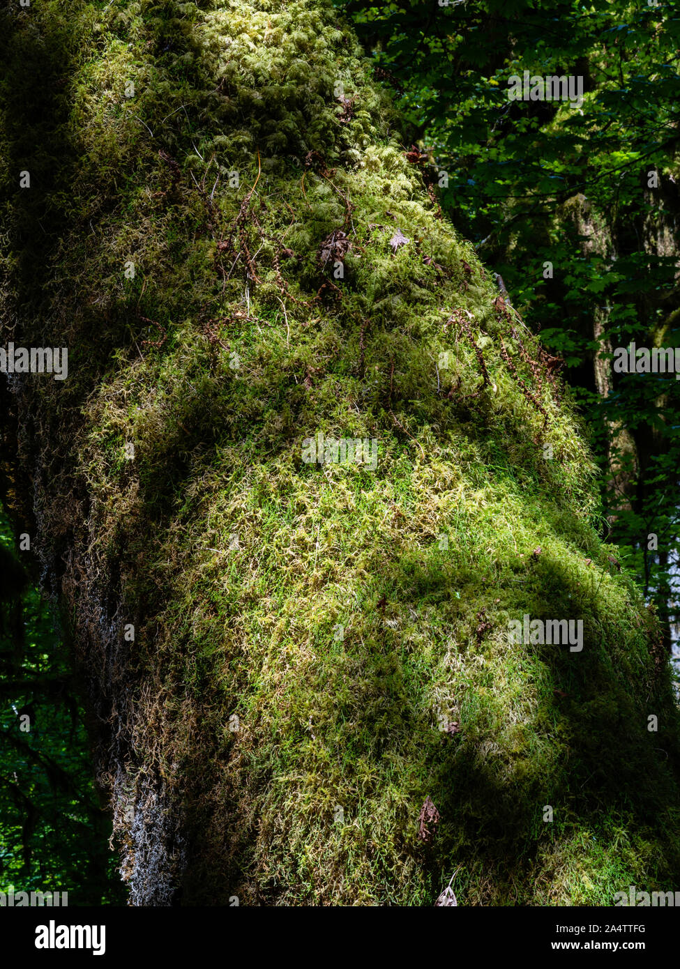 Trees and moss, Ho Rainforest, Olympic National Park, Washington, USA ...