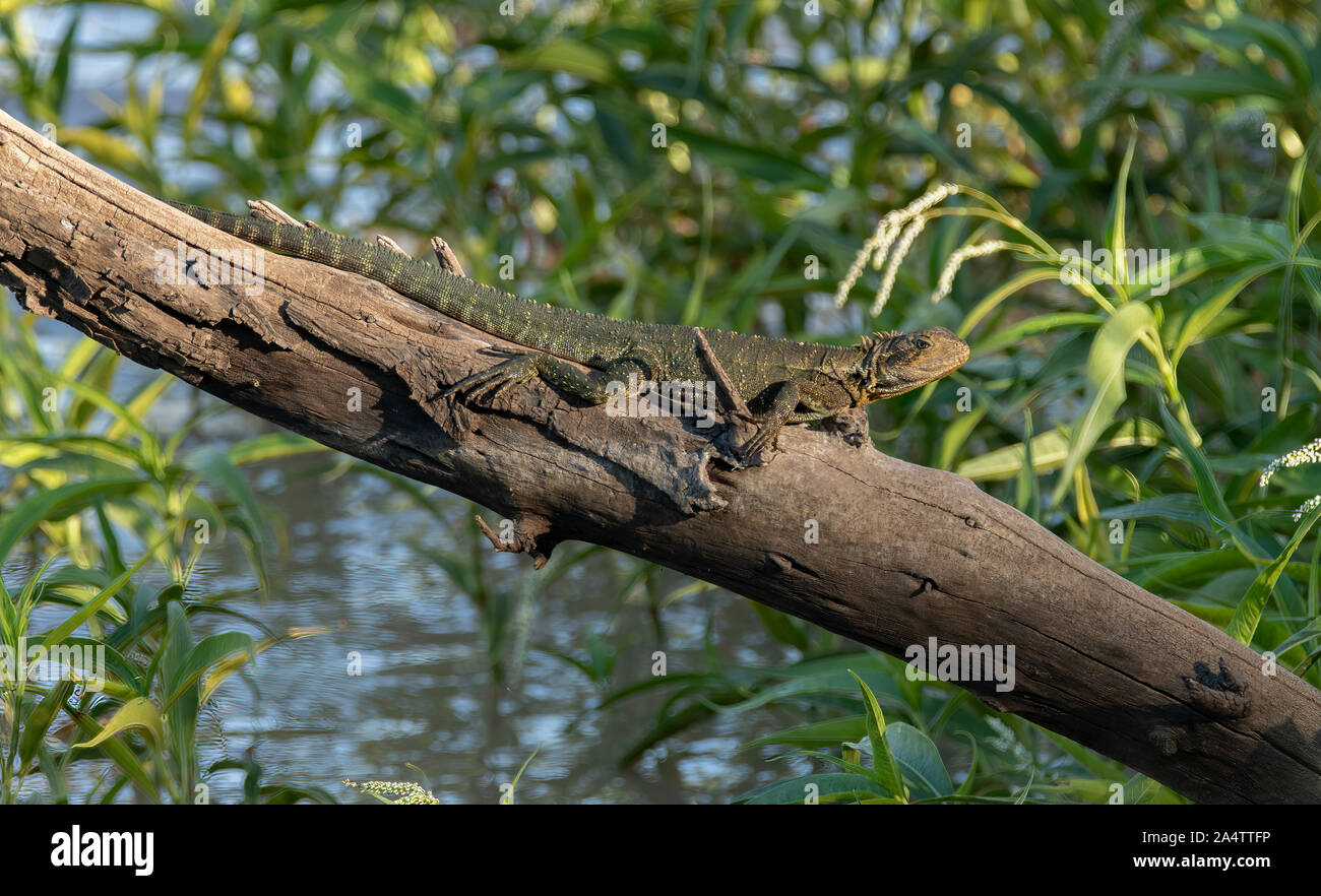 Australian eastern water dragon lizard hi-res stock photography and ...