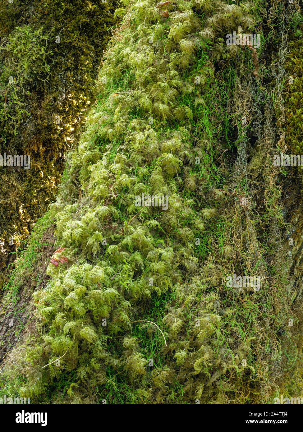 Trees and moss, Ho Rainforest, Olympic National Park, Washington, USA ...