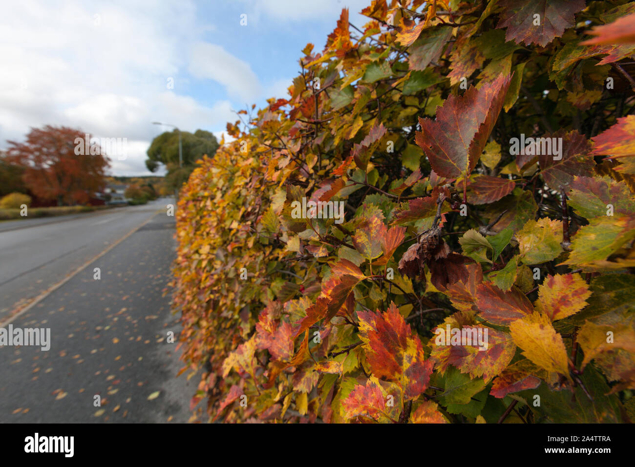 A colorful hedge in a garden next to a street. Sorbus intermedia or ...