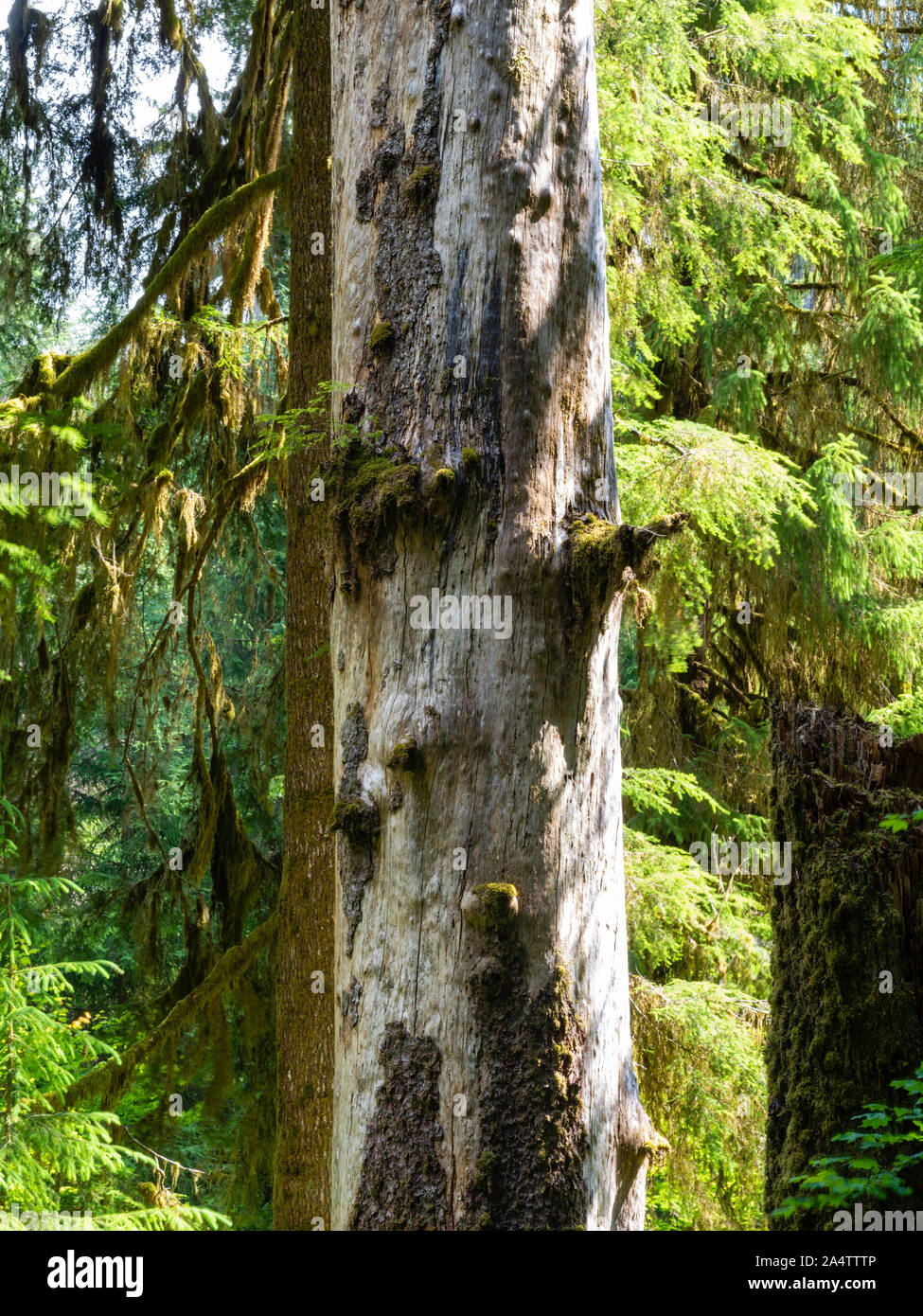 Trees and moss, Ho Rainforest, Olympic National Park, Washington, USA ...