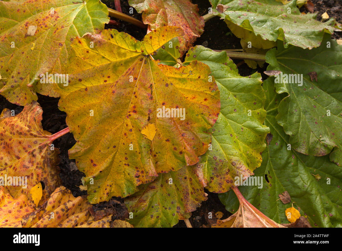 View of a rhubarb leaves in colorful colors. Autumn and huge leaves ...
