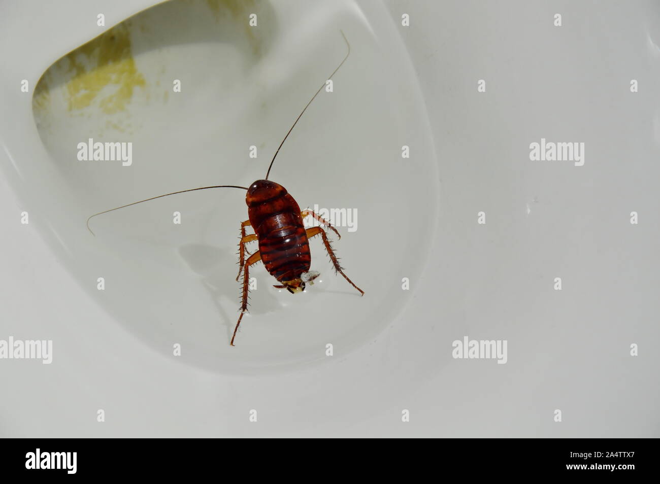 Australian cockroach drown and floating in toilet sewer Stock Photo - Alamy