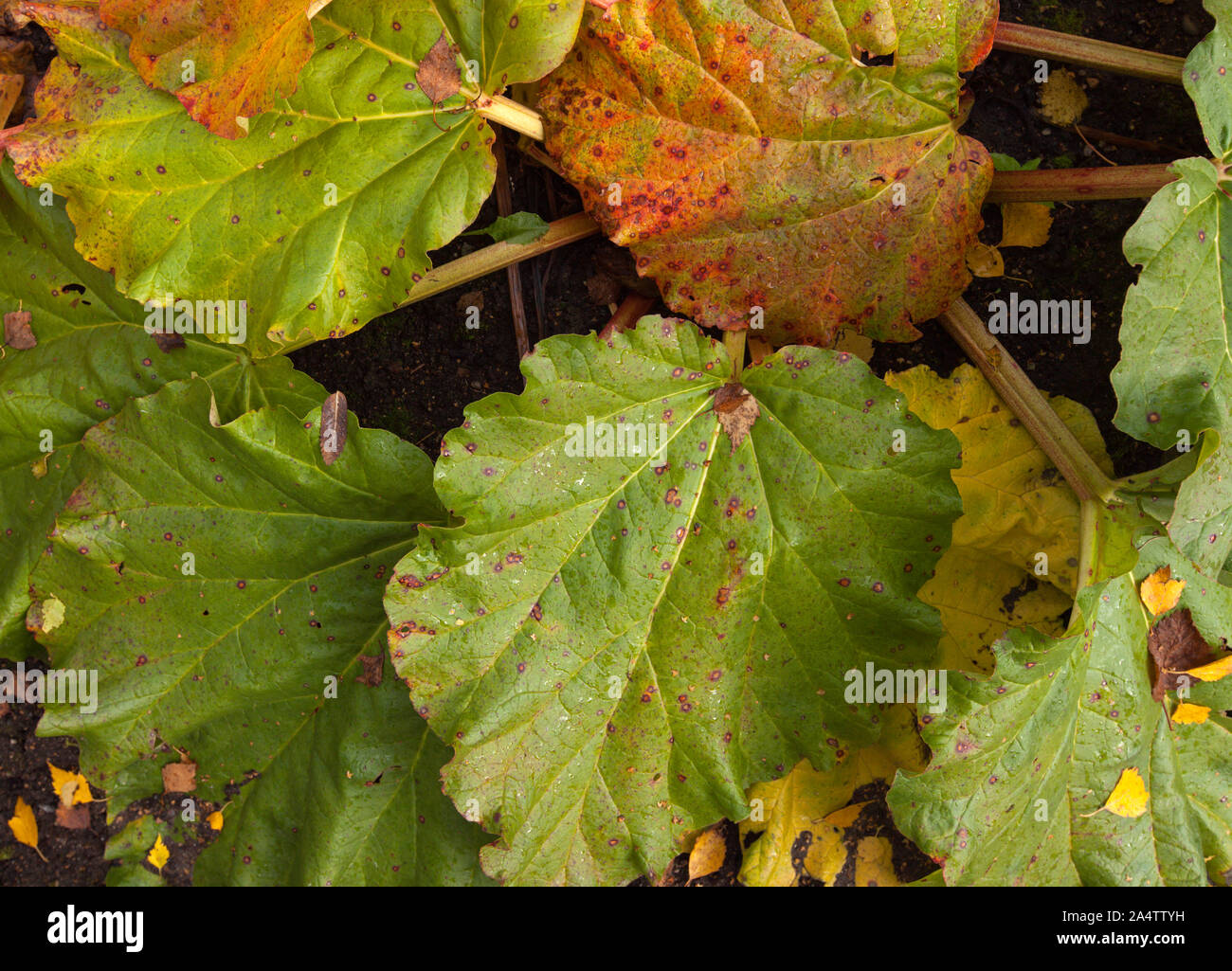 View of a rhubarb leaves in colorful colors. Autumn and huge leaves ...