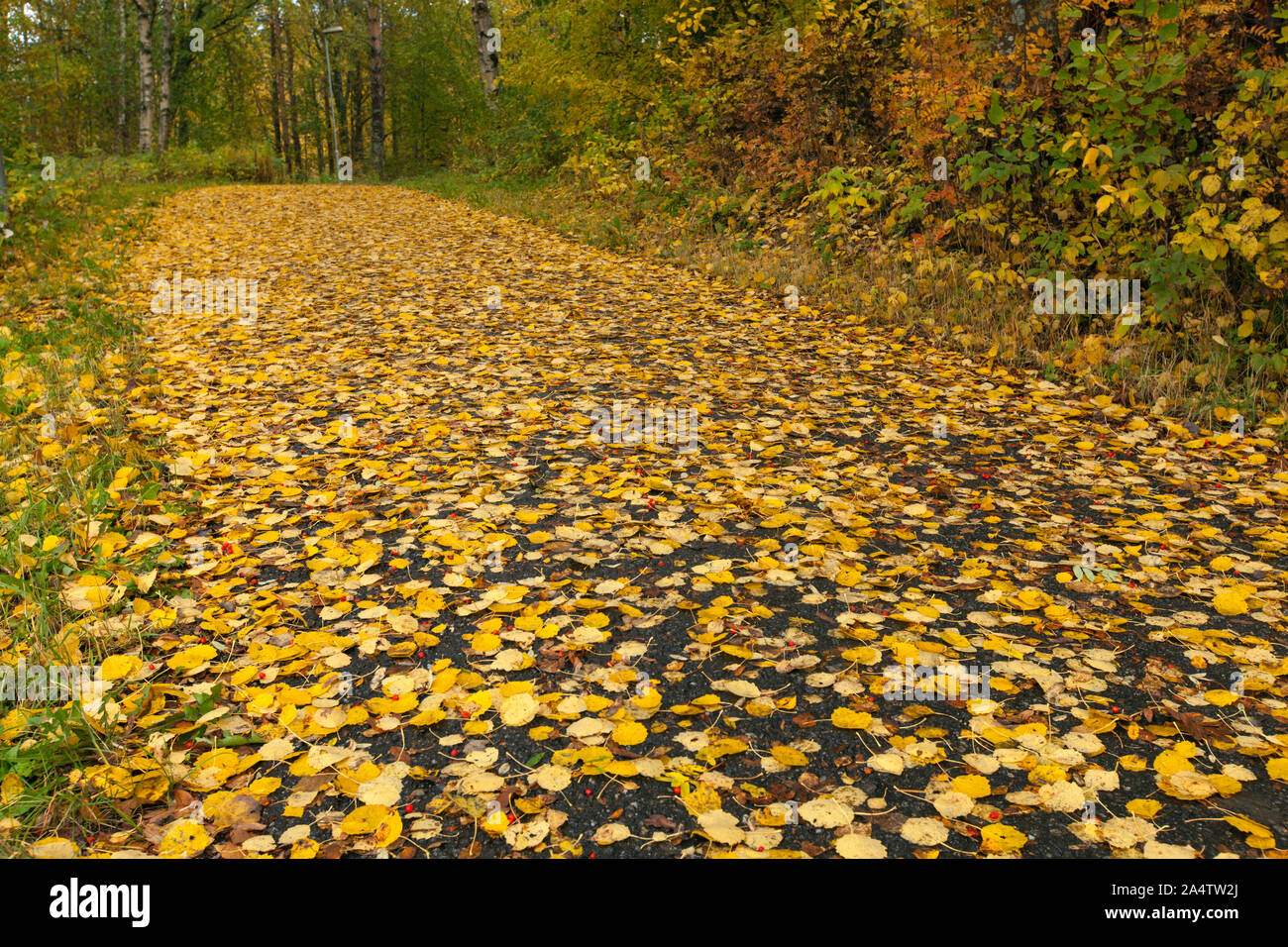 View of a pathway, walkway in colorful autumn colors. Trees and leaves ...