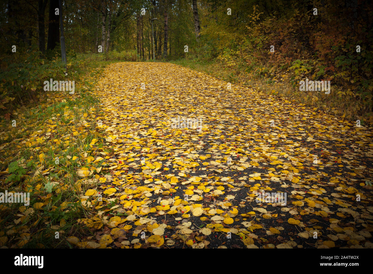 View of a pathway, walkway in colorful autumn colors. Trees and leaves ...