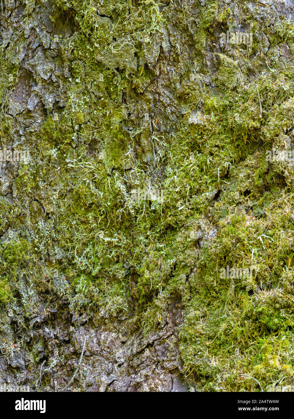 Trees and moss, Ho Rainforest, Olympic National Park, Washington, USA ...