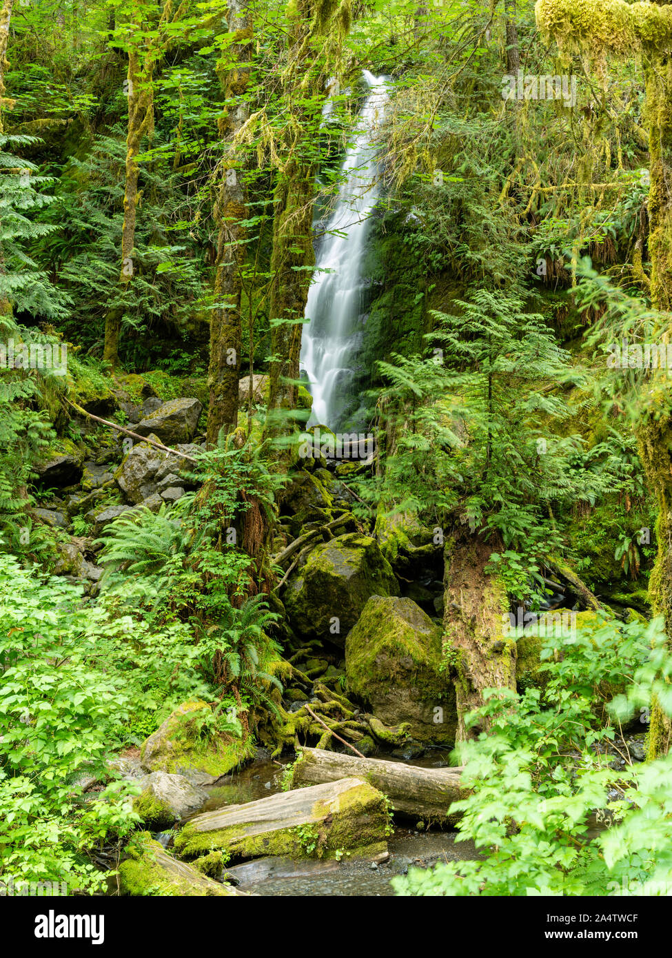 A waterfall on an overcast day near Lake Quinault, Washington, USA ...
