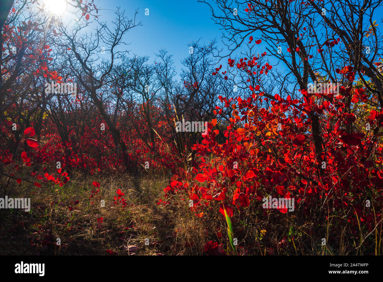 Trees with bright red autumn leaves Stock Photo - Alamy