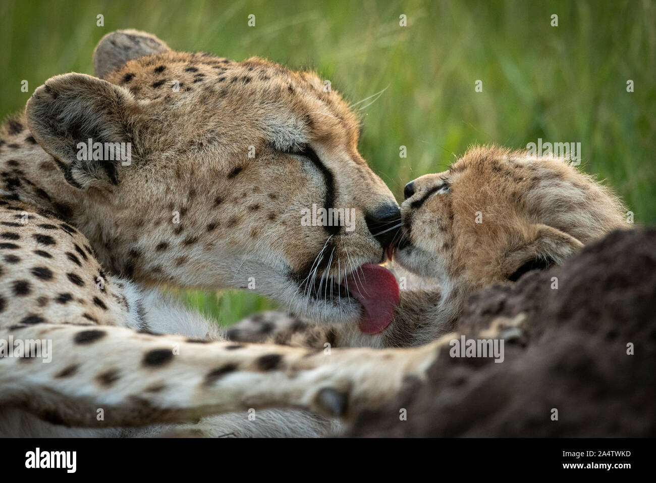 Close-up of cheetah grooming cub in grass Stock Photo - Alamy