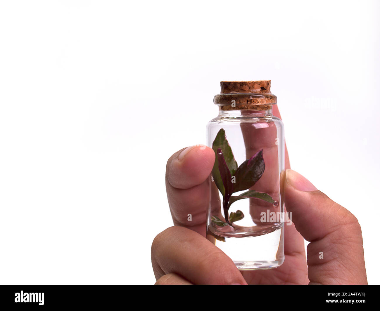 plants in laboratory equipment on white background Stock Photo - Alamy
