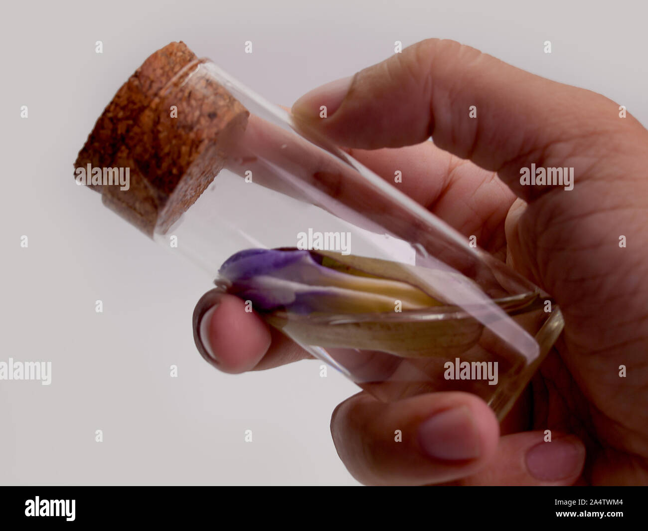 plants in laboratory equipment on white background Stock Photo - Alamy