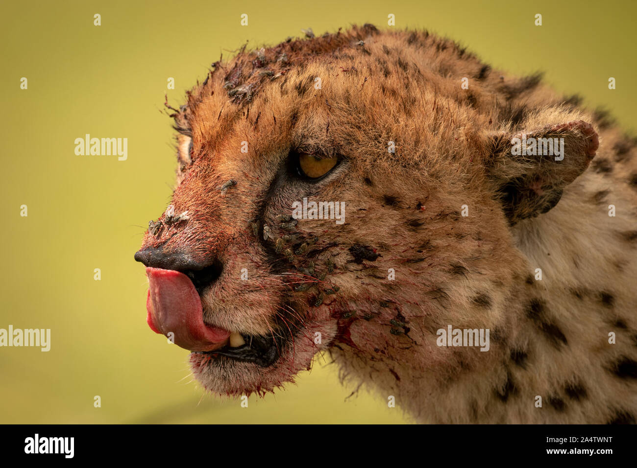 Cheetah licking its nose hi-res stock photography and images - Alamy