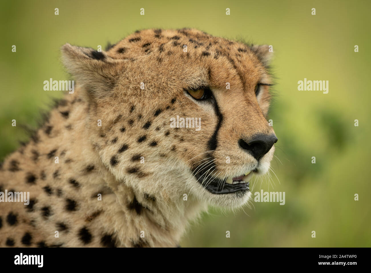 Close-up of cheetah head against grassy background Stock Photo - Alamy