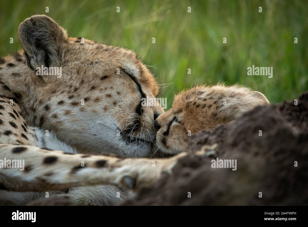 Cat nuzzling hi-res stock photography and images - Alamy