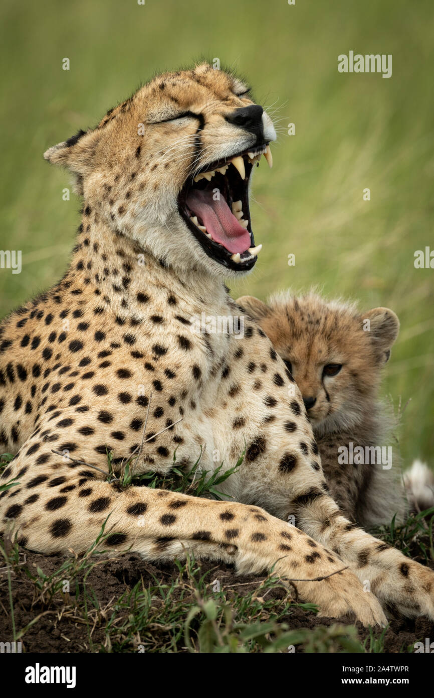 Close-up of cheetah lying yawning by cub Stock Photo - Alamy