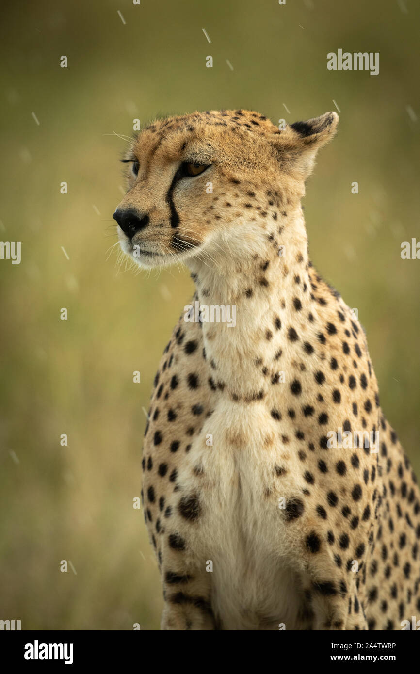 Close-up of cheetah sitting with raindrops falling Stock Photo - Alamy