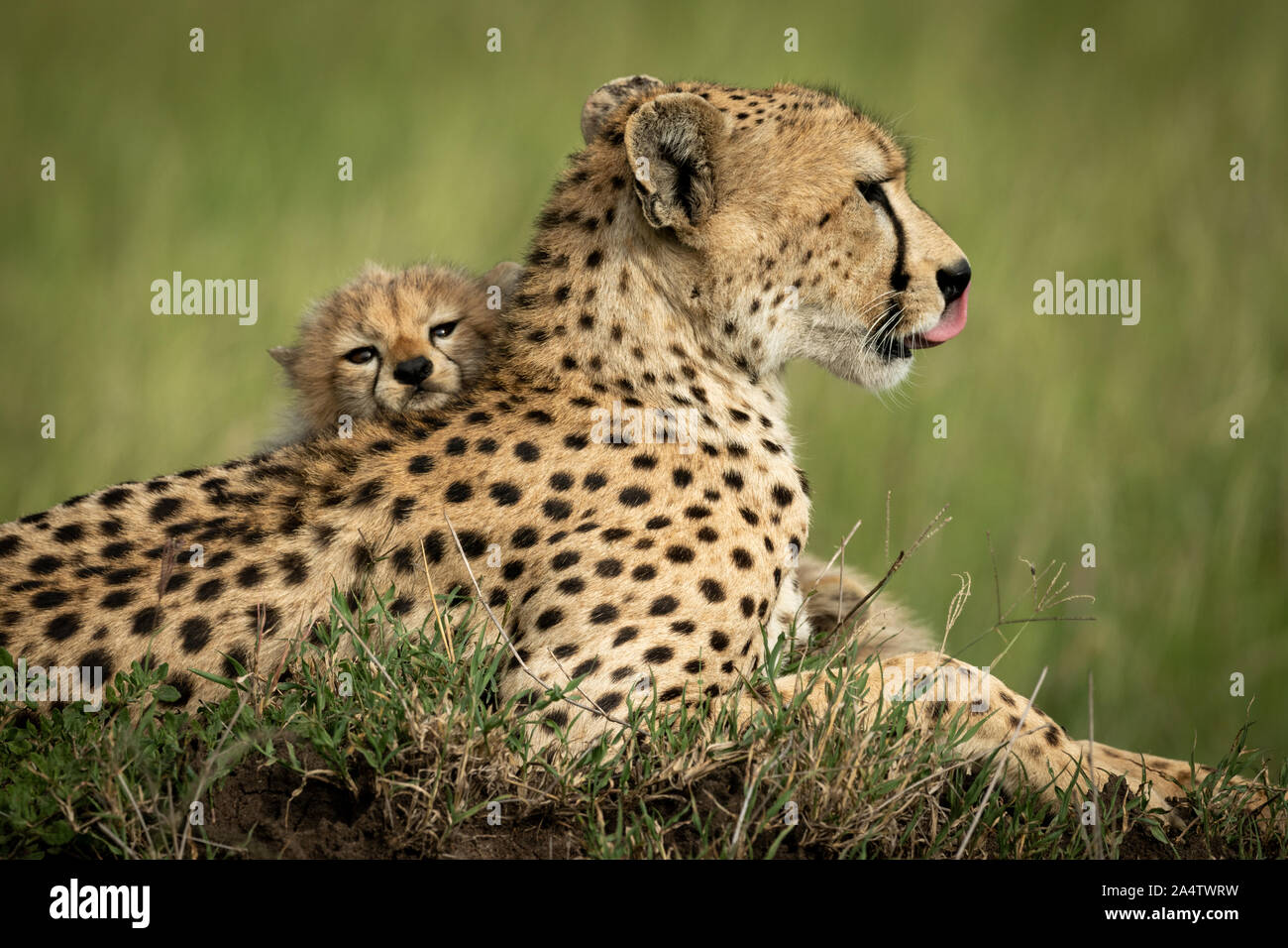 Cheetah cub close up face hi-res stock photography and images - Alamy