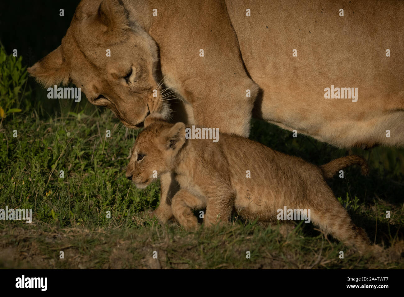 Slope animal climb hi-res stock photography and images - Alamy