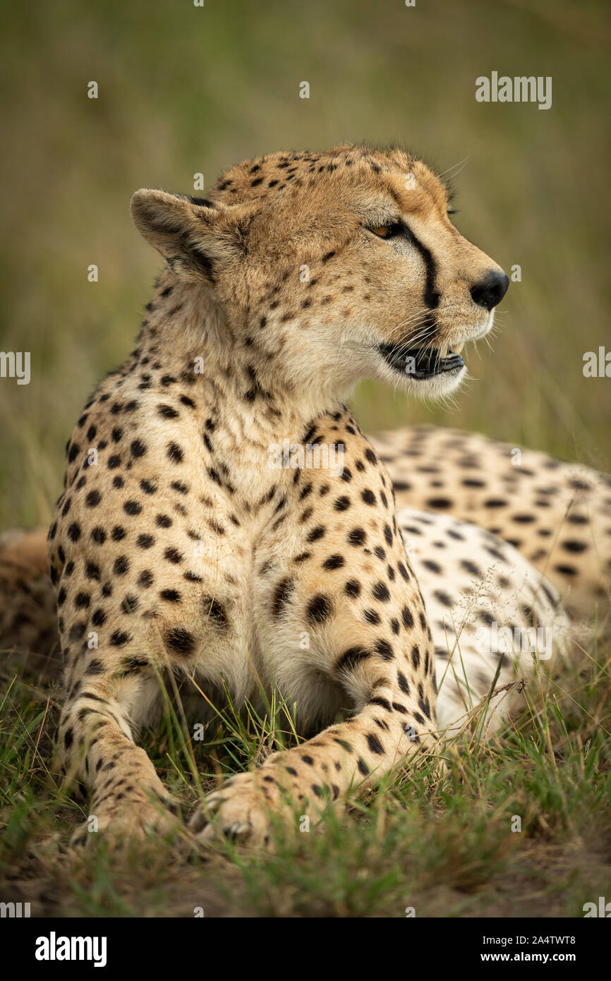 Close-up of cheetah sitting with head turned Stock Photo - Alamy
