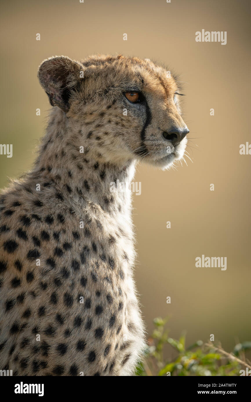 Close up cheetah facing hi-res stock photography and images - Alamy