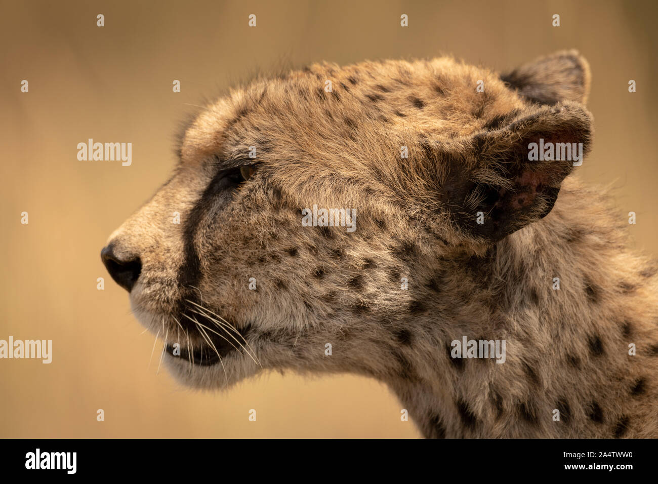 Cheetah face hi-res stock photography and images - Alamy