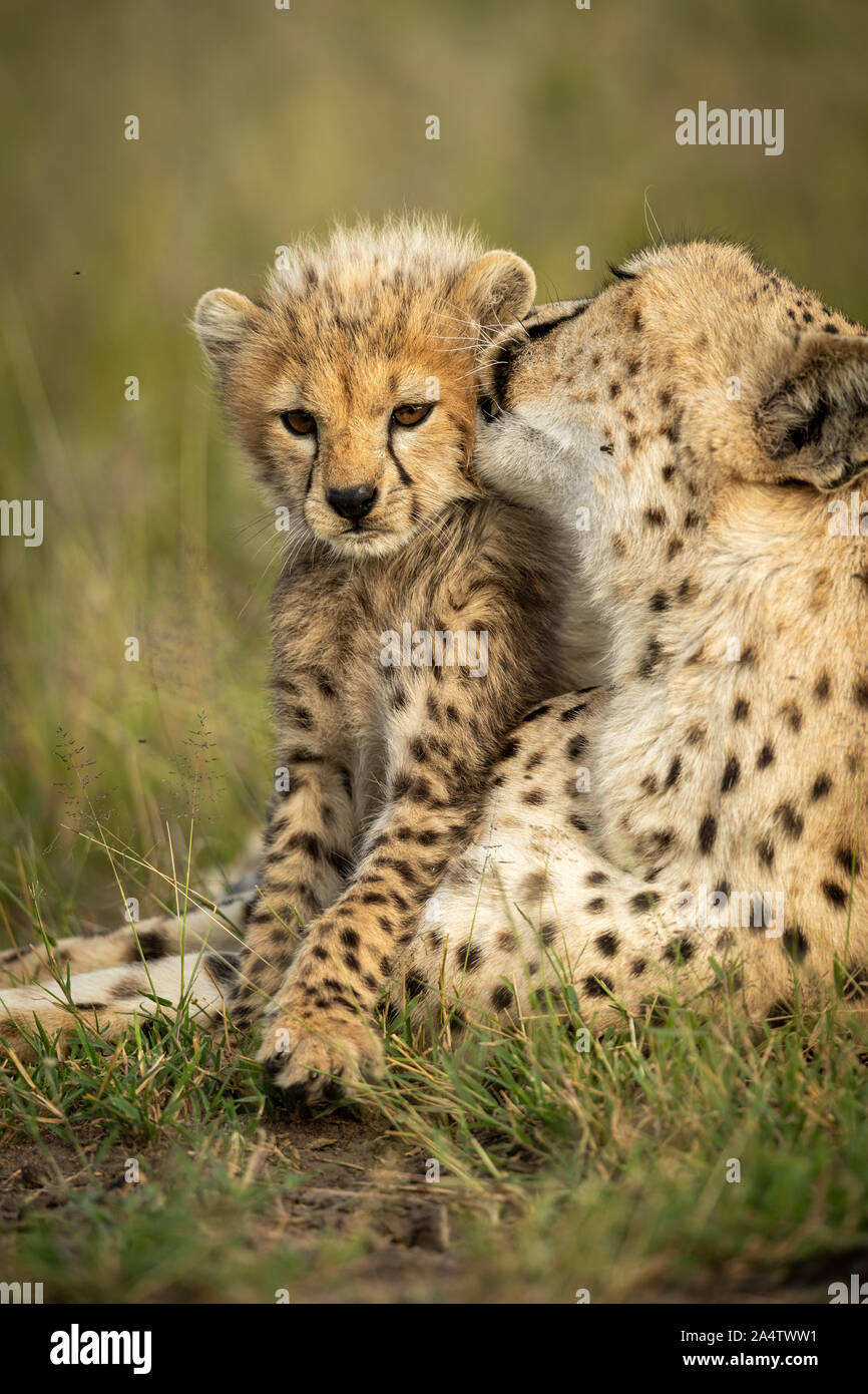 Close-up of female cheetah grooming young cub Stock Photo - Alamy