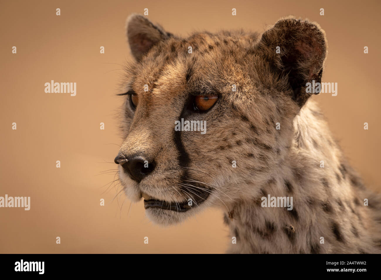Close-up of female cheetah head and neck Stock Photo - Alamy