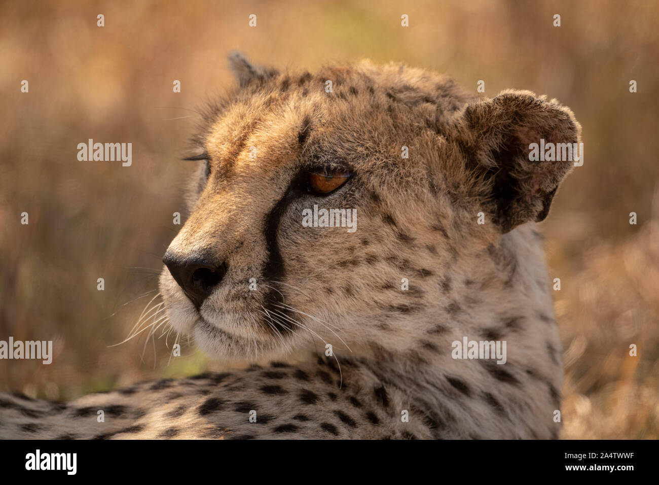 Close-up of female cheetah lying turning head Stock Photo - Alamy