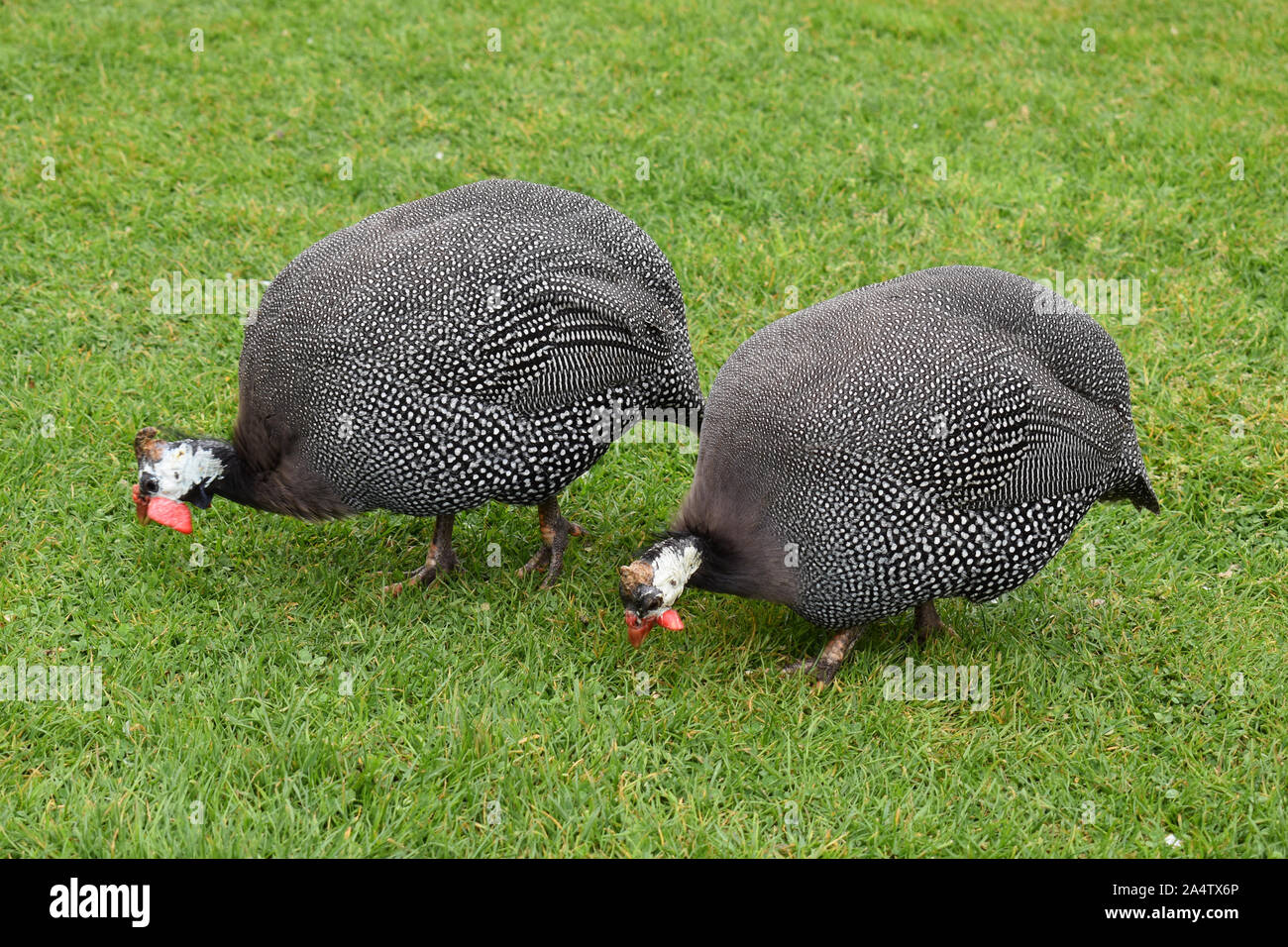 Distinctive foraging hi-res stock photography and images - Alamy