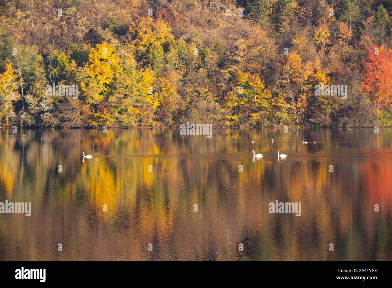 Colorful golden autumn colors over misty lake Stock Photo - Alamy