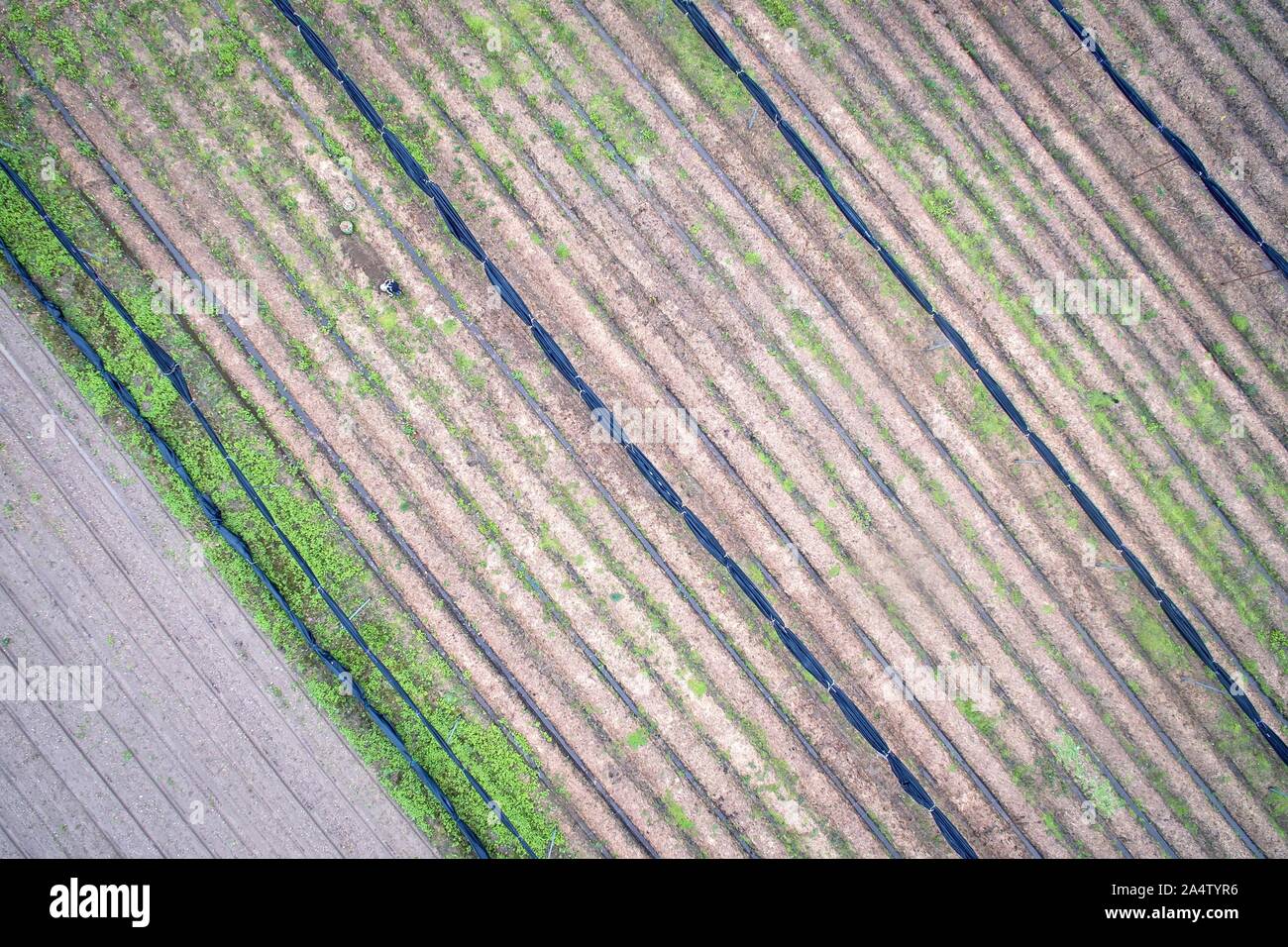 Ginseng field hi-res stock photography and images - Alamy