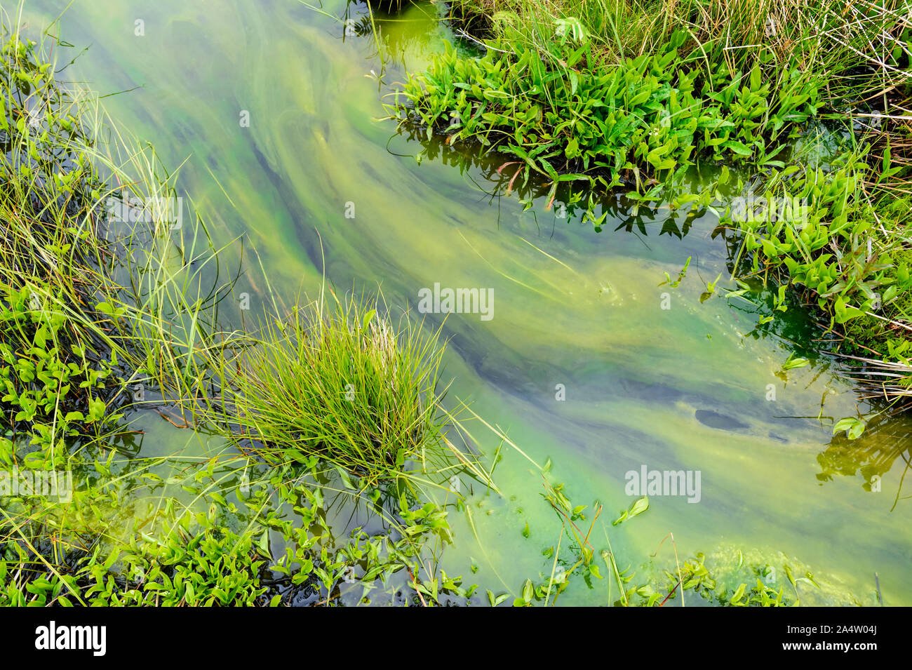 Detail of a small waterstream in boreal forest, Newfoundland & Labrador ...