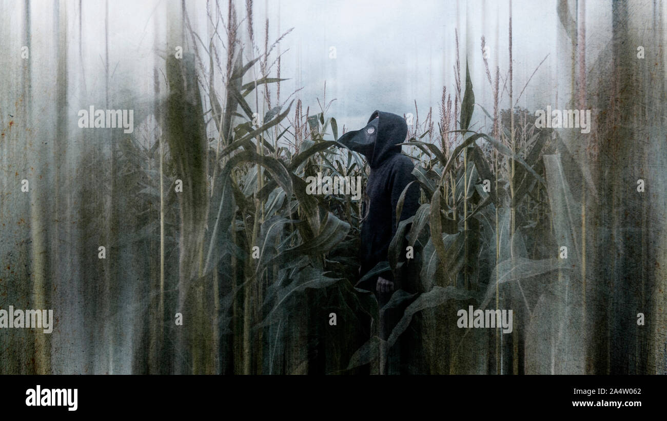 Scary corn field hi-res stock photography and images - Alamy