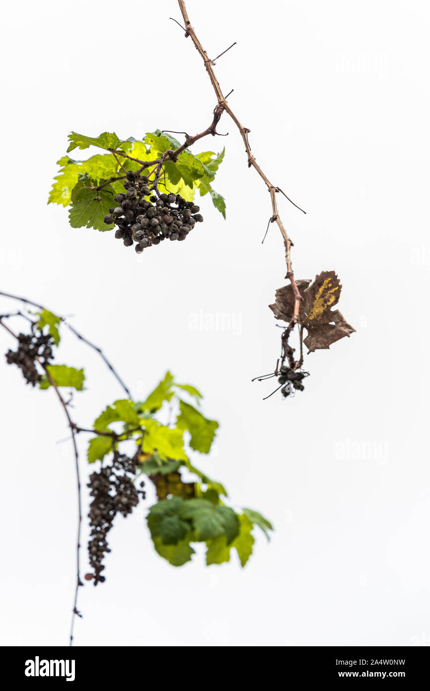 Vines with dried, shrivelled grapes and green vine leaves against a ...