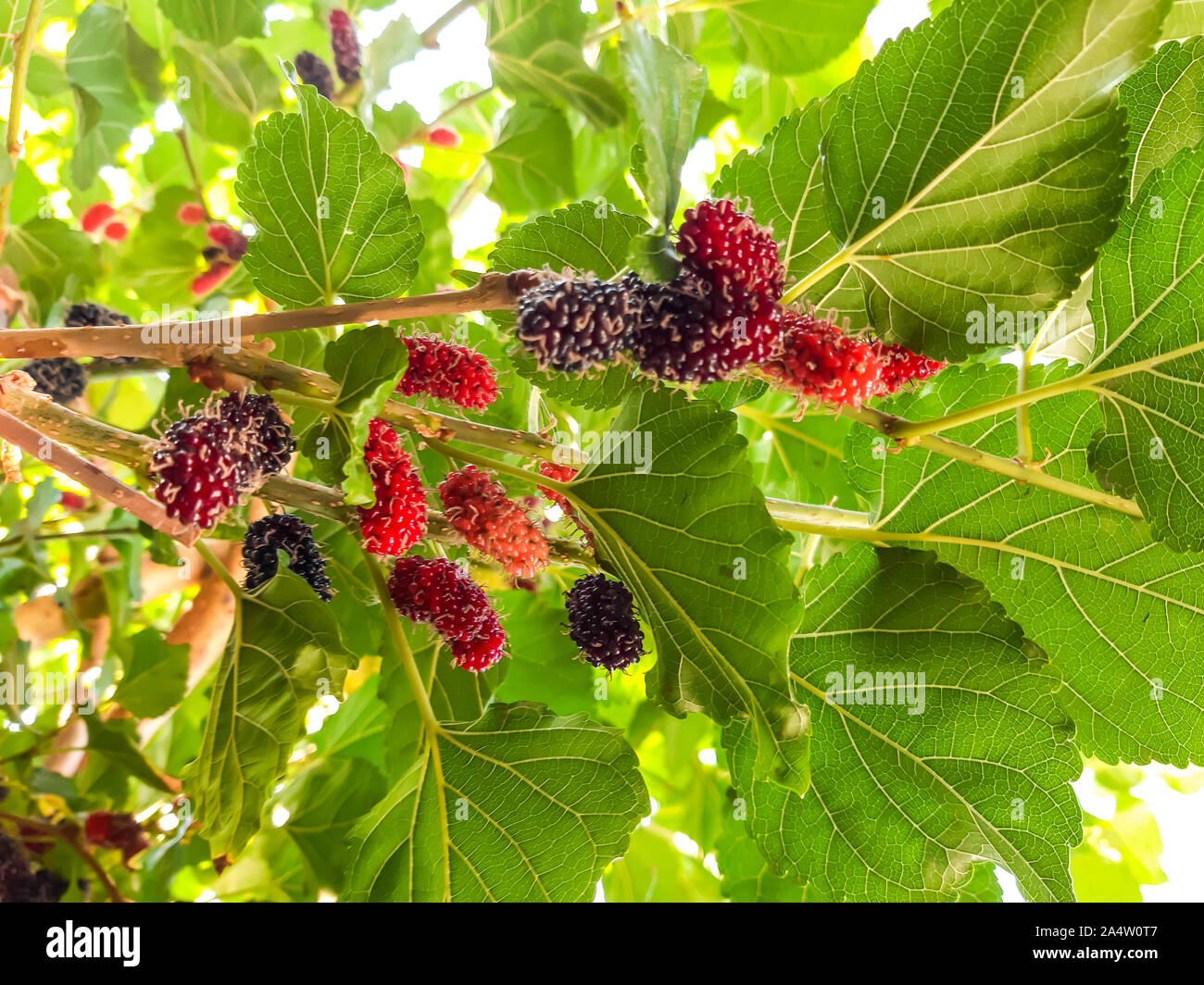 Organic Mulberry fruit on the tree blured. Black ripe and red unripe ...