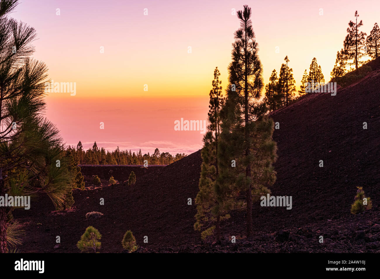 Canarian pine trees, pinus canariensis, silhouetted against a purple ...