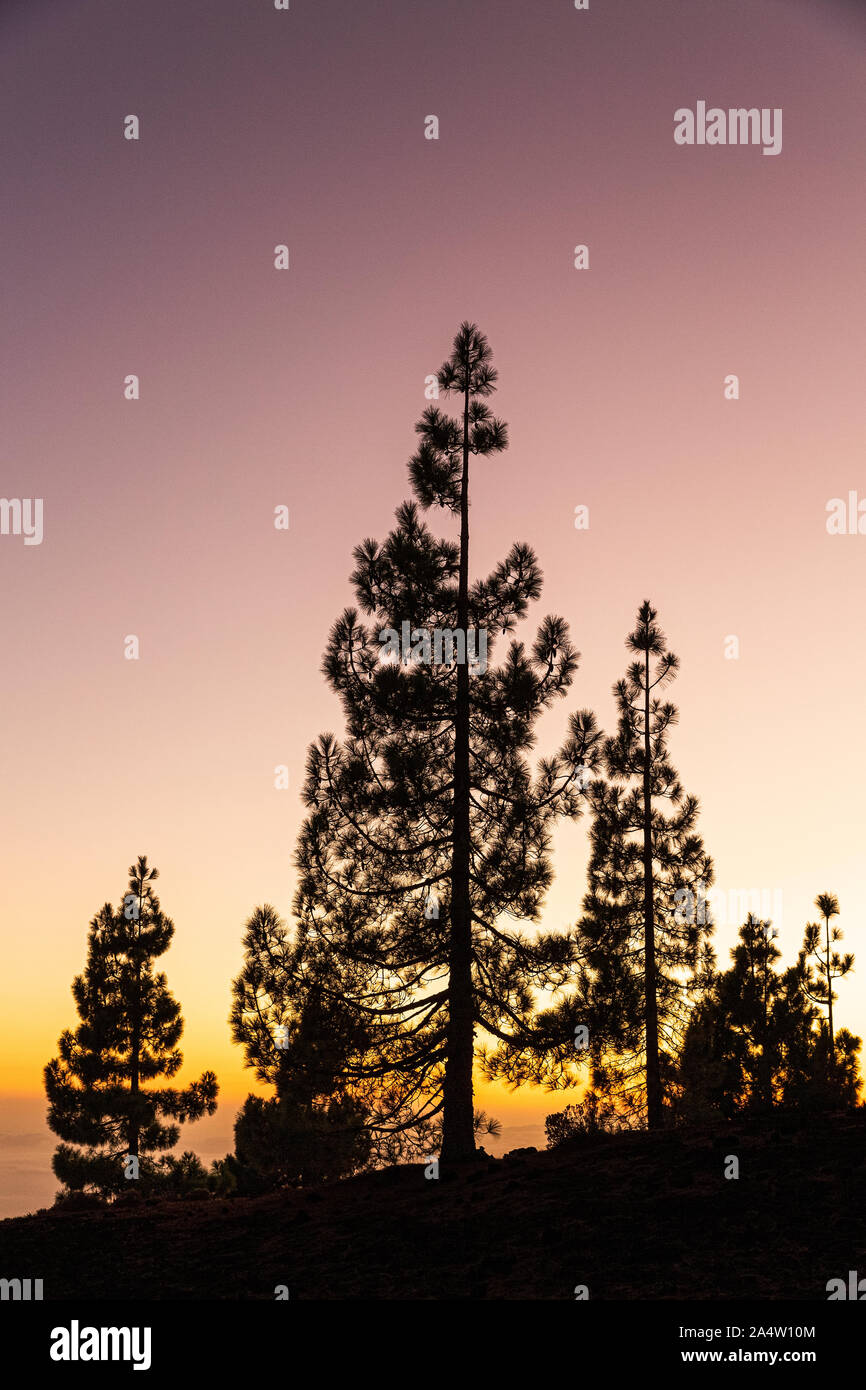 Silhouette pinus canariensis hi-res stock photography and images - Alamy