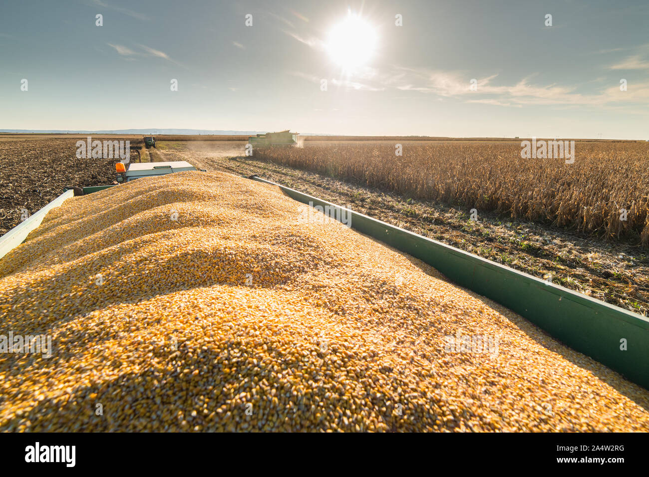 Harvesting of corn field with combine in early autumn Stock Photo - Alamy